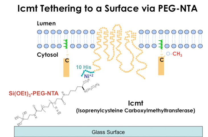 Purdue Chemistry: Hrycyna Lab: Research