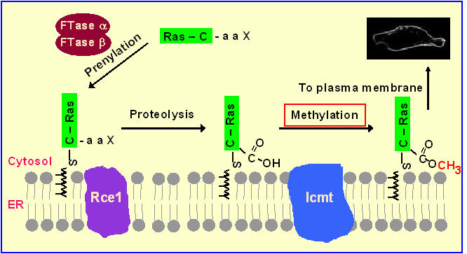 Purdue Chemistry: Hrycyna Lab: Research