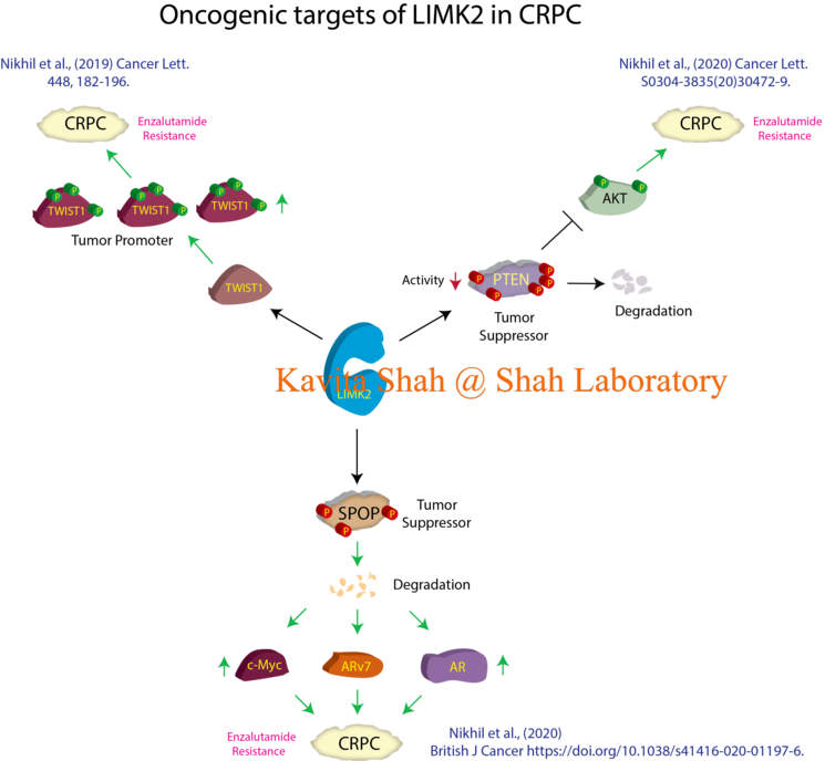 Purdue Chemistry: Professor Kavita Shah: LIMK2 as a Highly Effective ...